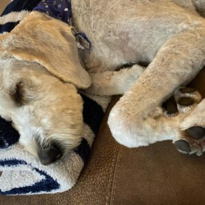 21 Goldendoodle Haircuts That May Surprise You And Your Goldendoodle ...