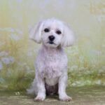 11 Havanese Haircuts That Would Make Your Pup A Star - The Goody Pet