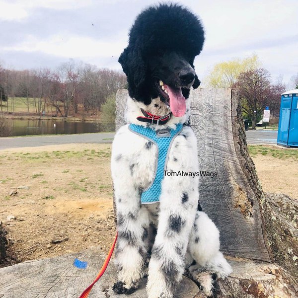 31 Poodle Hairstyles: List Of Clips And Cuts - The Goody Pet