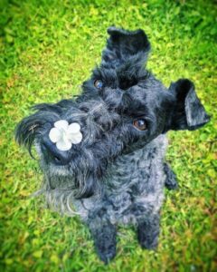 51 Terrier Dog Breeds: Fun Facts About Each One! - The Goody Pet