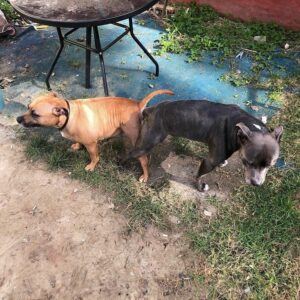 19 Hidden Facts About Dog Penis You Should Know - The Goody Pet