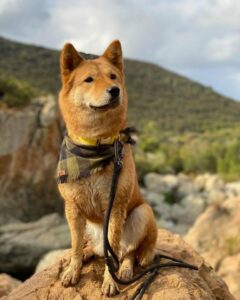 51 Spitz Dog Breeds That You Never Know Existed - The Goody Pet