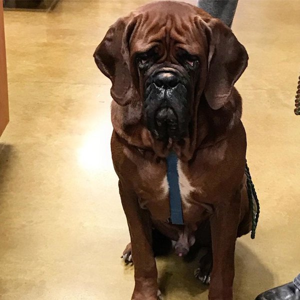 39 Mastiff Breeds That Have A Towering And Commanding Presence - The ...