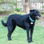 46 Adorable Labrador Mixes That Are Too Cute For Words - The Goody Pet