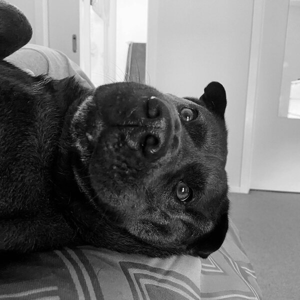 46 Black Lab Mixes That Will Put A Smile On Batman - The Goody Pet