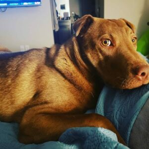 46 Adorable Labrador Mixes That Are Too Cute For Words - The Goody Pet