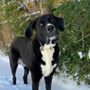 18 Saint Bernard Mixes That You Would Find Adorable - The Goody Pet