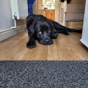 46 Black Lab Mixes That Will Put A Smile On Batman - The Goody Pet