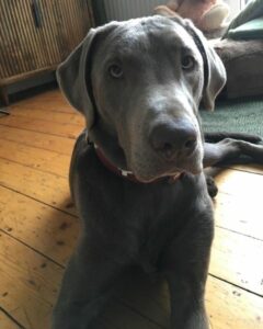 46 Black Lab Mixes That Will Put A Smile On Batman - The Goody Pet