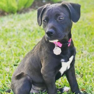 41 Pitbull Mixes That You Would Find Adorable - The Goody Pet