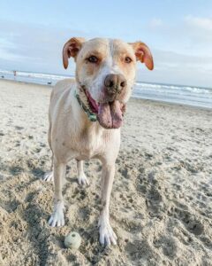 46 Adorable Labrador Mixes That Are Too Cute For Words - The Goody Pet