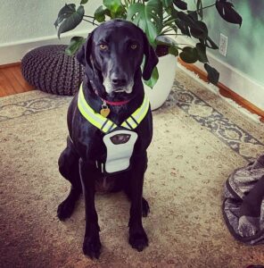 22 Great Dane Mixes That You Would Love - The Goody Pet