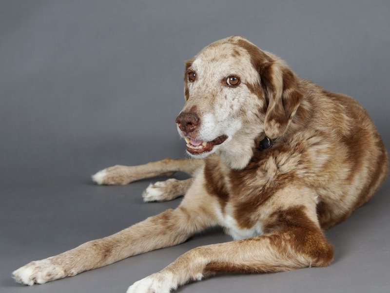 Labrador Australian Shepherd Mix - Your Complete Aussiedor Breed Guide ...