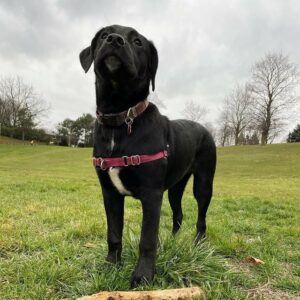 46 Adorable Labrador Mixes That Are Too Cute For Words - The Goody Pet