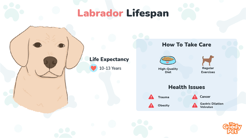 How Long Does A Fat Labrador Live