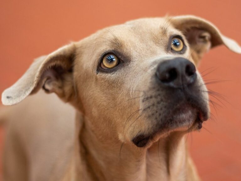 Labrador Pitbull Mix - Your Complete Pitador Breed Guide - The Goody Pet