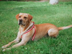 Labrador Pointer Mix - Your Complete Breed Guide - The Goody Pet