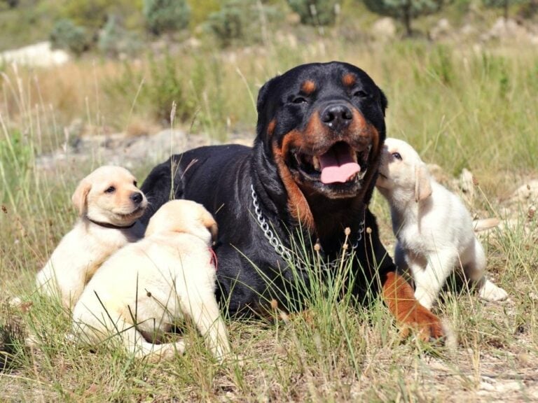 Labrador Rottweiler Mix - Your Complete Labrottie Breed Guide - The ...