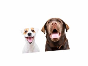Labrador Terrier Mix - Your Complete Breed Guide - The Goody Pet