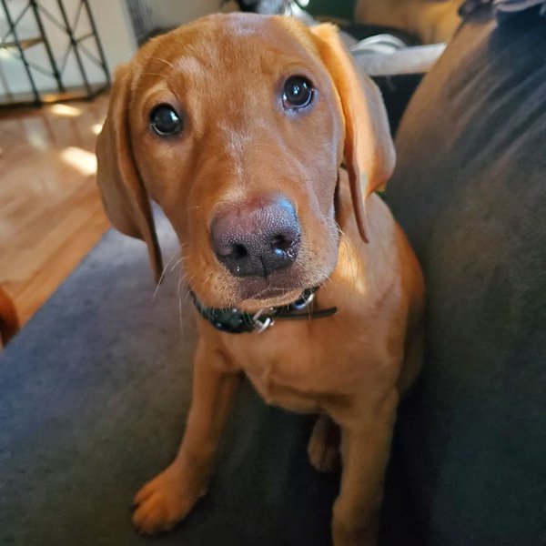 22 Brown Dog Breeds That Chocoholics Will Favor - The Goody Pet