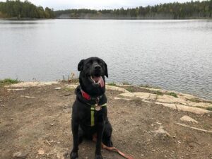 46 Black Lab Mixes That Will Put A Smile On Batman - The Goody Pet