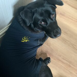 46 Black Lab Mixes That Will Put A Smile On Batman - The Goody Pet