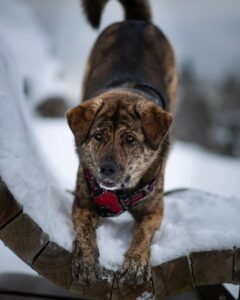 27 Akita Mixes That Would Blow Your Mind - The Goody Pet