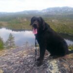 46 Black Lab Mixes That Will Put A Smile On Batman - The Goody Pet
