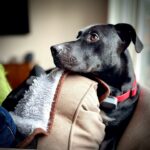 46 Black Lab Mixes That Will Put A Smile On Batman - The Goody Pet