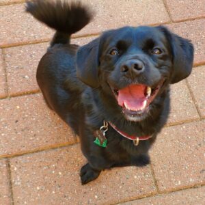 46 Black Lab Mixes That Will Put A Smile On Batman - The Goody Pet