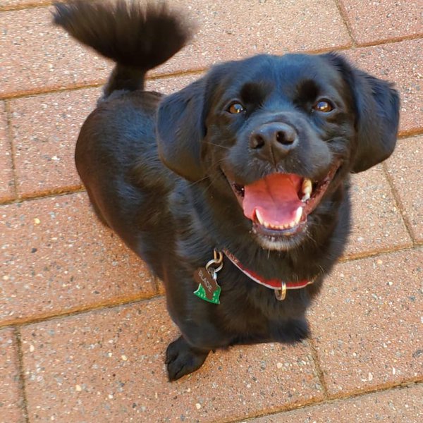 46 Black Lab Mixes That Will Put A Smile On Batman - The Goody Pet