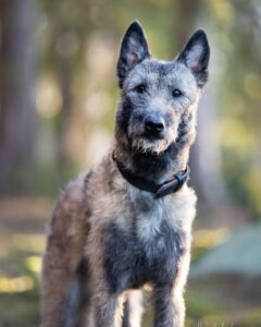51 Shepherd Dog Breeds: America's Top Dog! - The Goody Pet