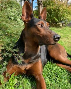 21 Fascinating Chinese Dog Breeds: Surprising Origins - The Goody Pet