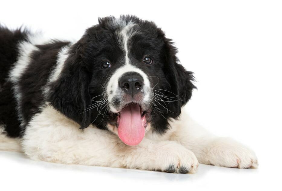 Landseer Newfoundland Dog - Your Complete Breed Guide To The White ...