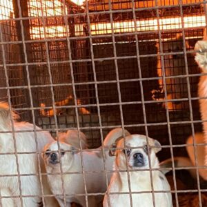 What Countries Eat Dogs? 17 Places Around The World Where You Can Have ...