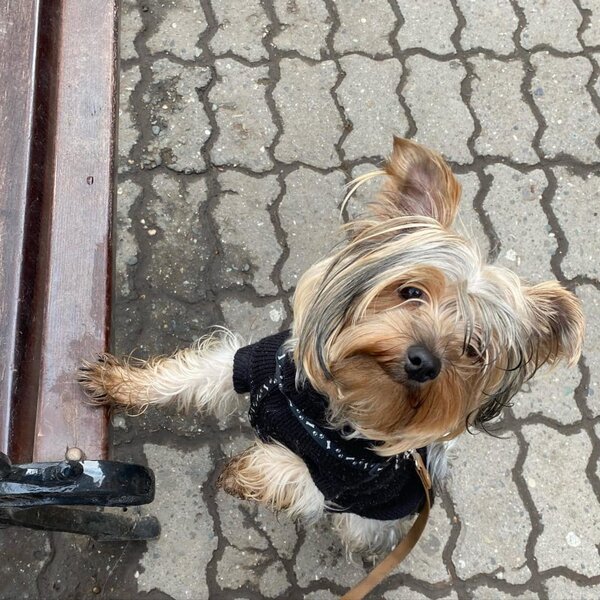 52 Yorkie Haircuts That Would Make Your Yorkshire Terrier A Star - The ...