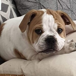 43 Bully Dog Breeds You Don’t Want To Mess With - The Goody Pet