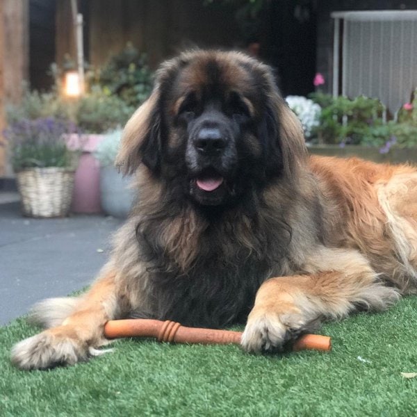 43 Fluffiest Dog Breeds: Cuddle & Snuggle! - The Goody Pet