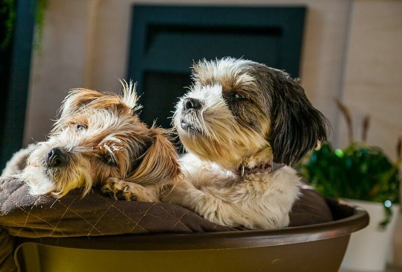 Lhasa Apso VS Shih Tzu - 11 Surprising Differences - The Goody Pet