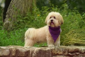 62 Poodle Mixes That You Cannot Remember Them All - The Goody Pet