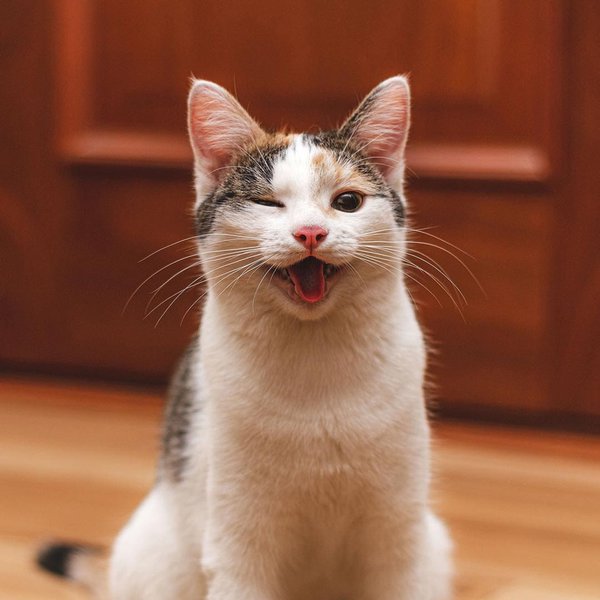 How To Determine Your Cat's Breed - Purebreds VS Mixed Breeds - The ...