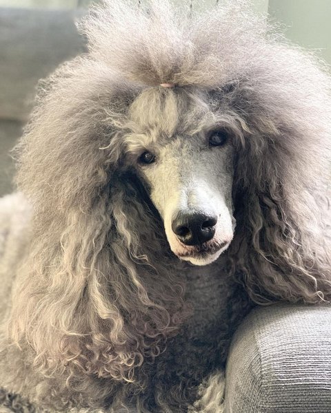 31 Poodle Hairstyles: List Of Clips And Cuts - The Goody Pet