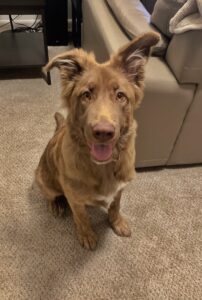 Liver German Shepherd - Your Complete Breed Guide - The Goody Pet