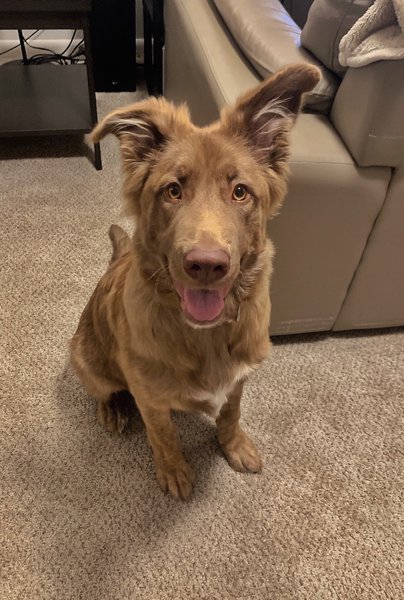 Liver German Shepherd - Your Complete Breed Guide - The Goody Pet