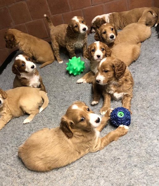 11 Easy Ways To Get Free Puppies, RANKED! - The Goody Pet