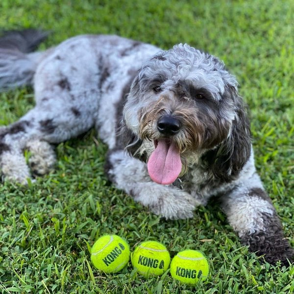 Blue Merle Goldendoodle - Your Complete Breed Guide - The Goody Pet