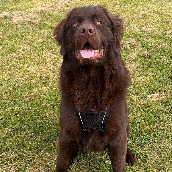 Newfoundland Labrador Mix - Your Complete Breed Guide - The Goody Pet