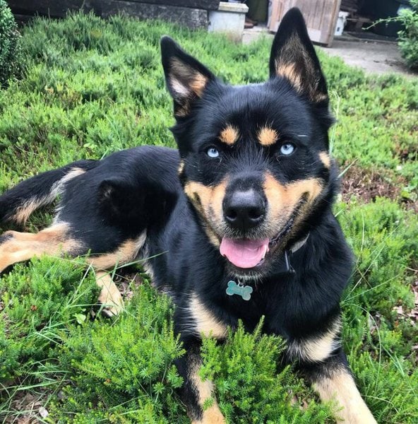 Rottweiler Husky Mix - Your Complete Breed Guide To The Rottsky - The ...