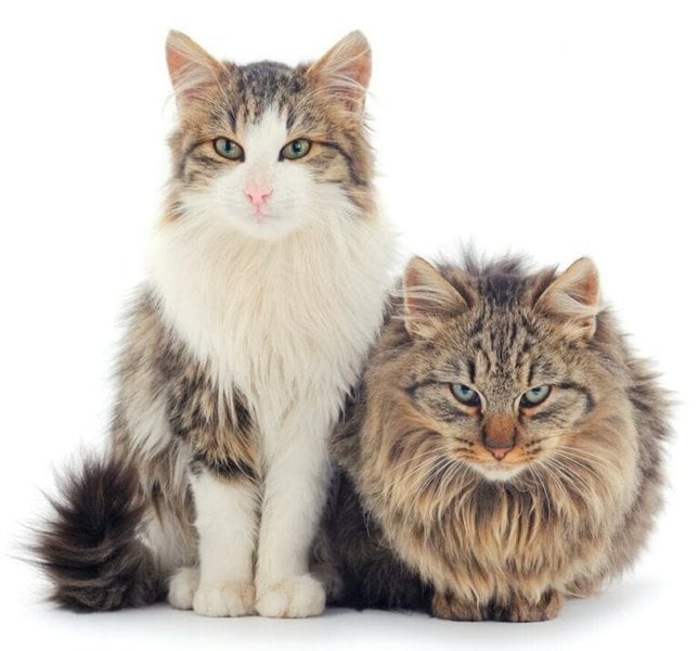Male VS Female Cat - 13 Key Differences, Pros And Cons - The Goody Pet