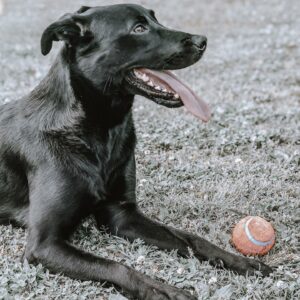 46 Black Lab Mixes That Will Put A Smile On Batman - The Goody Pet